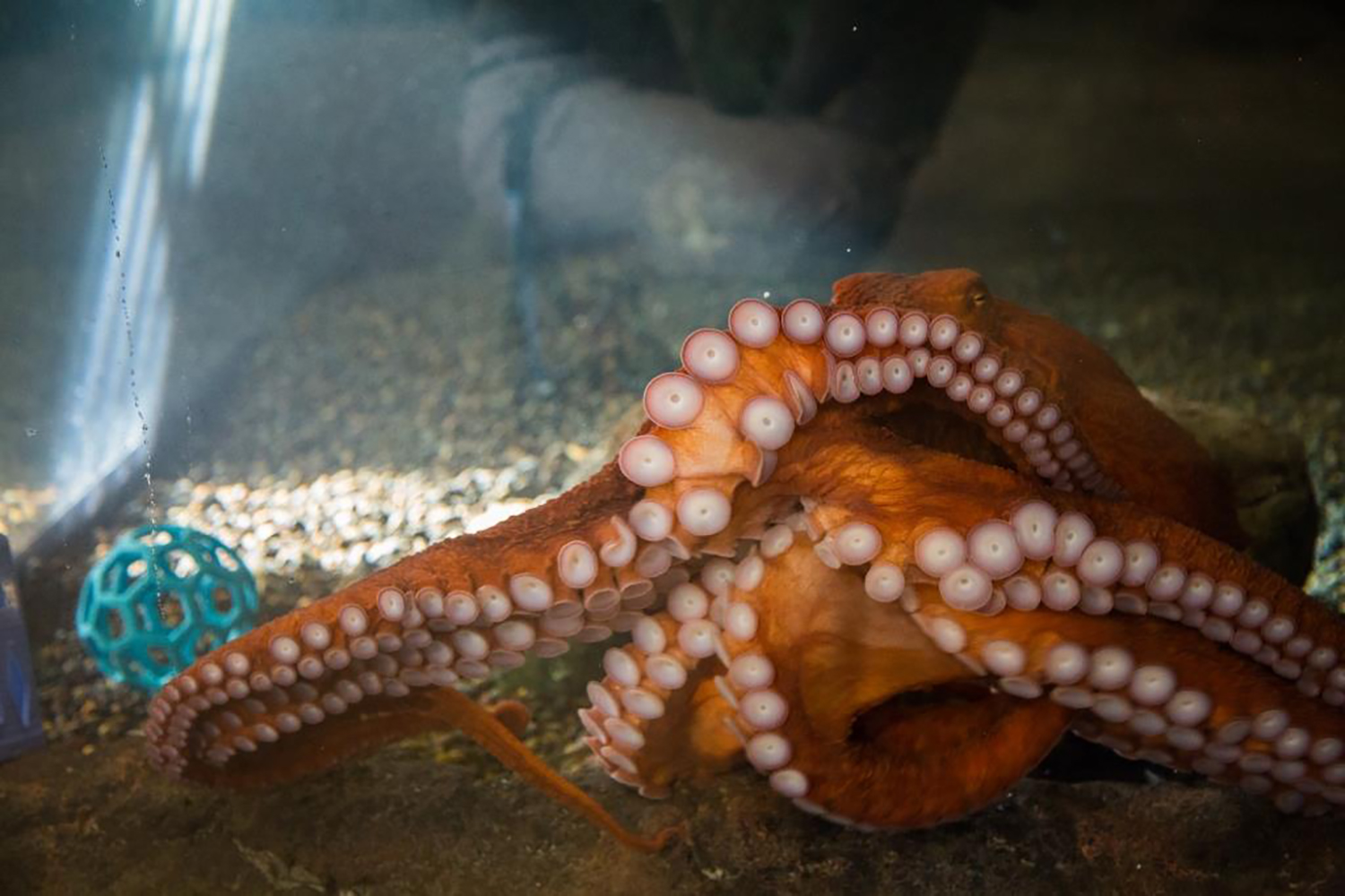 Home - Oregon Coast Aquarium