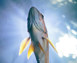 Orford Reef - Oregon Coast Aquarium