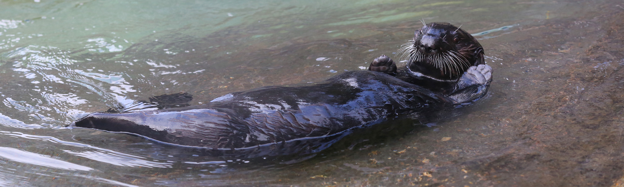 Sea Otter Awareness Day - Oregon Coast Aquarium
