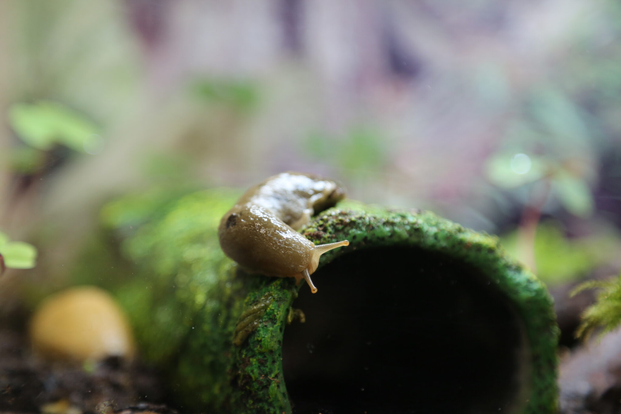 Pacific Banana Slug - Oregon Coast Aquarium