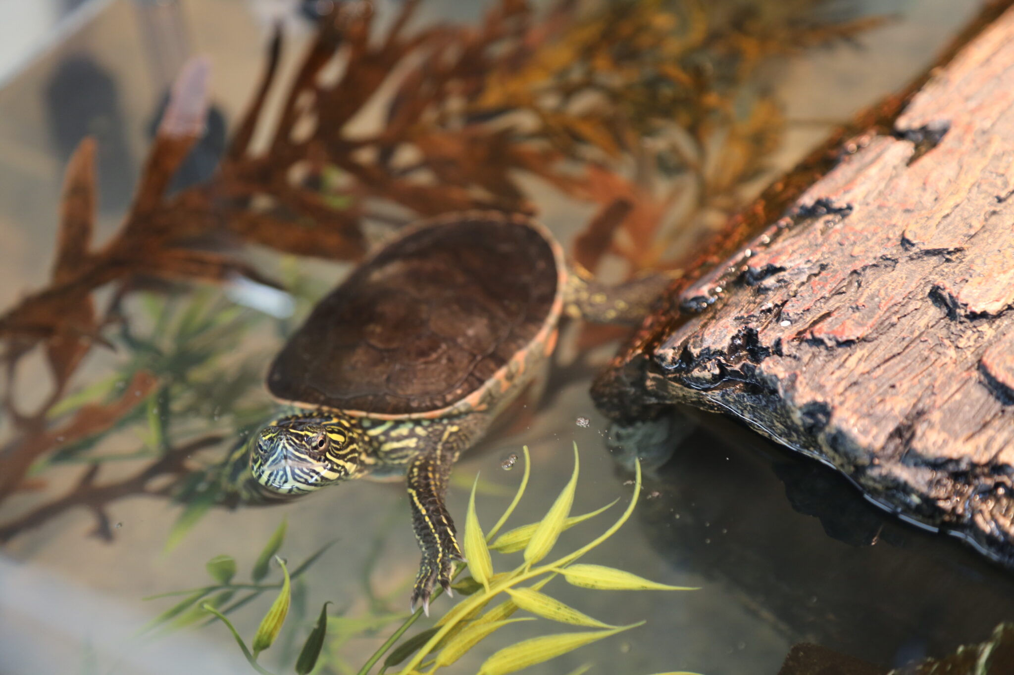 Animals Archive - Oregon Coast Aquarium