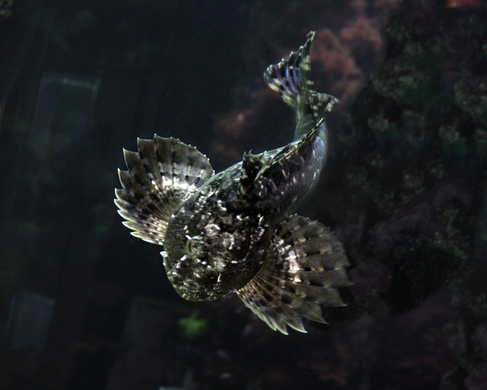 Fish Archives - Oregon Coast Aquarium