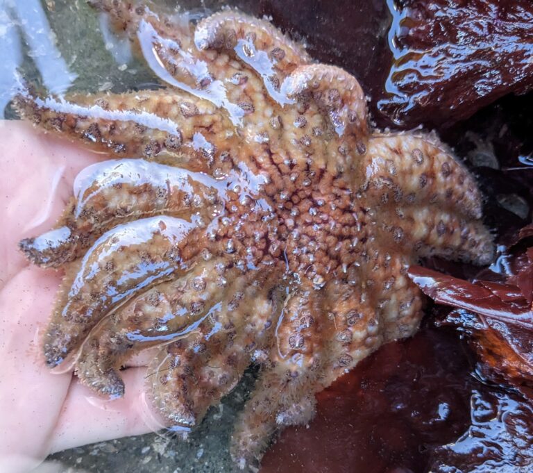 Glimmer of Hope Shines for Endangered Sea Star - Oregon Coast Aquarium