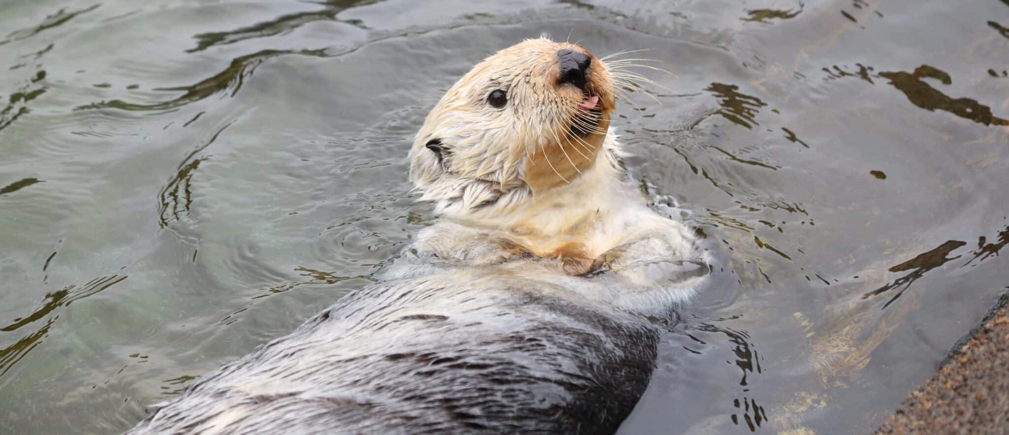 otter Archives - Oregon Coast Aquarium