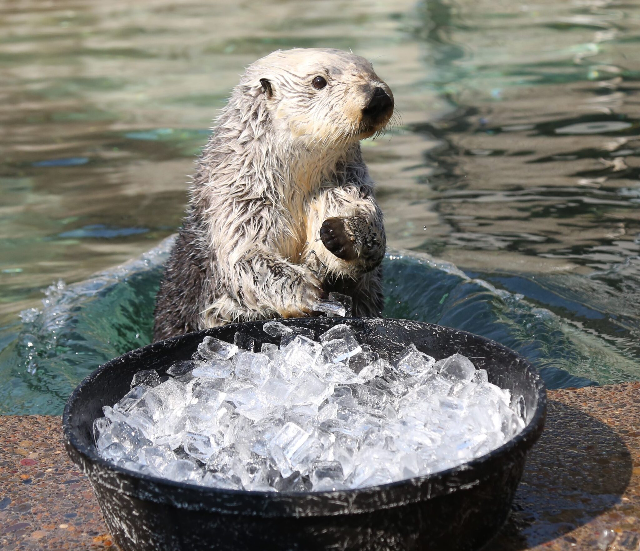 Sea Otters - Oregon Coast Aquarium