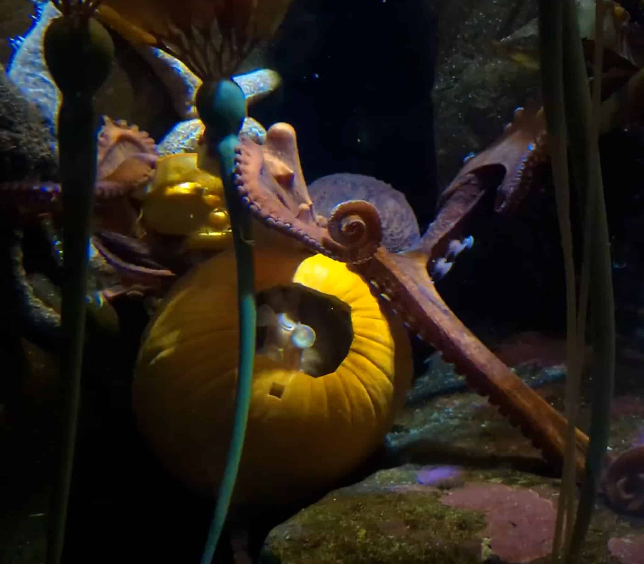 octopus Archives - Oregon Coast Aquarium