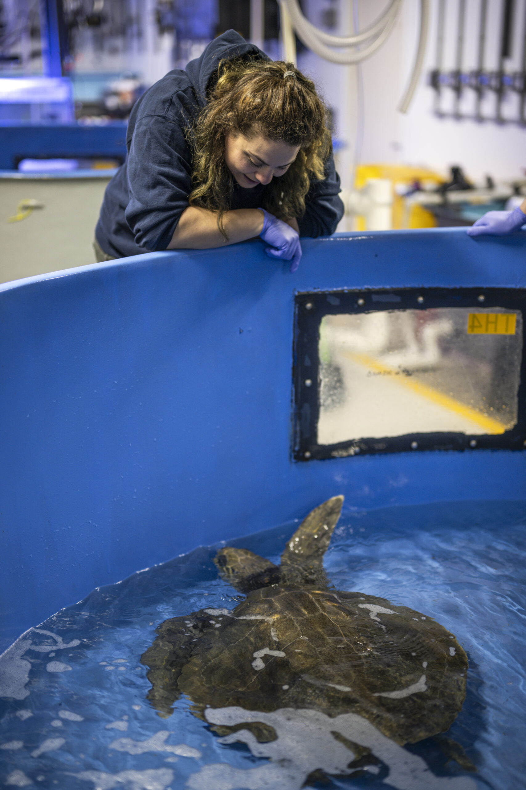 Stranded Turtle Catches Flight To California – Tillamook County Pioneer