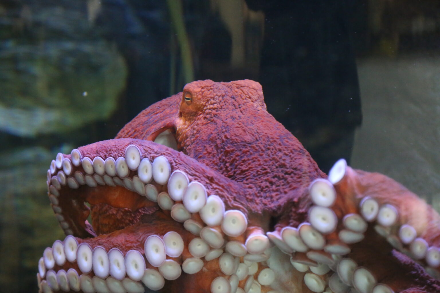 Rocky Coast - Oregon Coast Aquarium