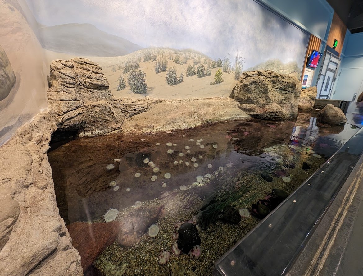 Sandy Coast Gallery Opens! - Oregon Coast Aquarium