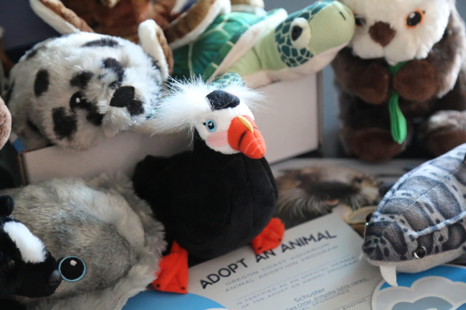 Animals Archive - Oregon Coast Aquarium