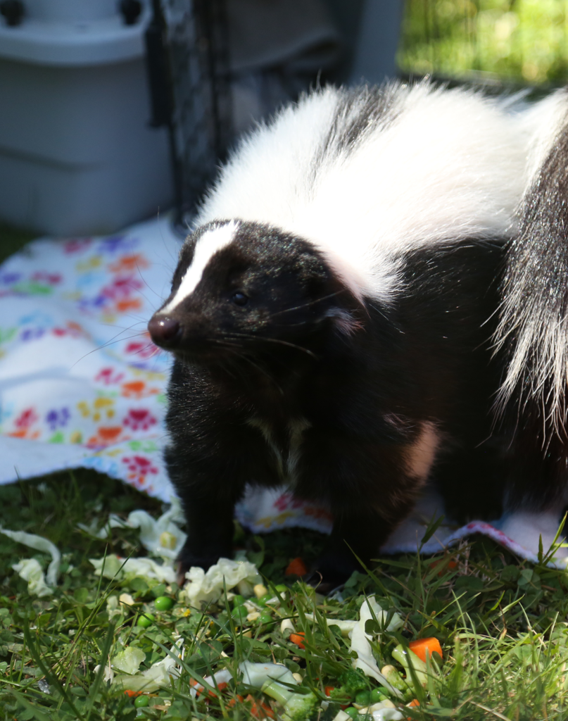 OCAq Welcomes Striped Skunk Brothers - Oregon Coast Aquarium