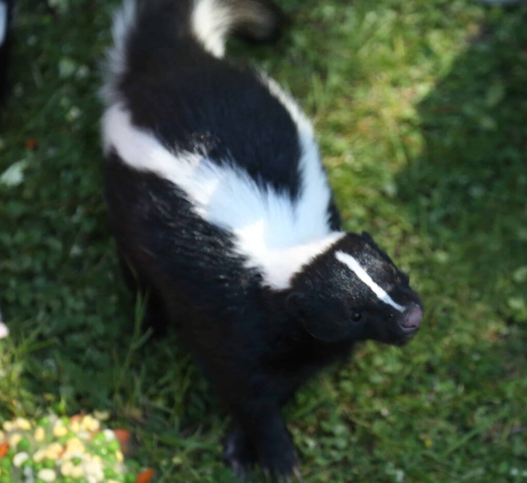 OCAq Welcomes Striped Skunk Brothers - Oregon Coast Aquarium