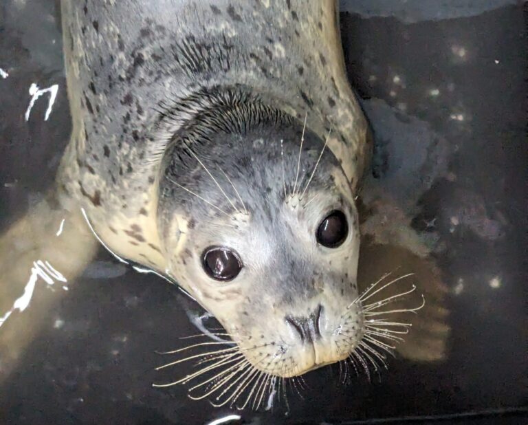Animal Rehabilitation - Oregon Coast Aquarium