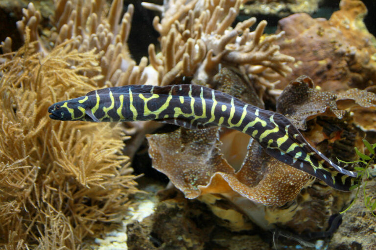 Home - Oregon Coast Aquarium