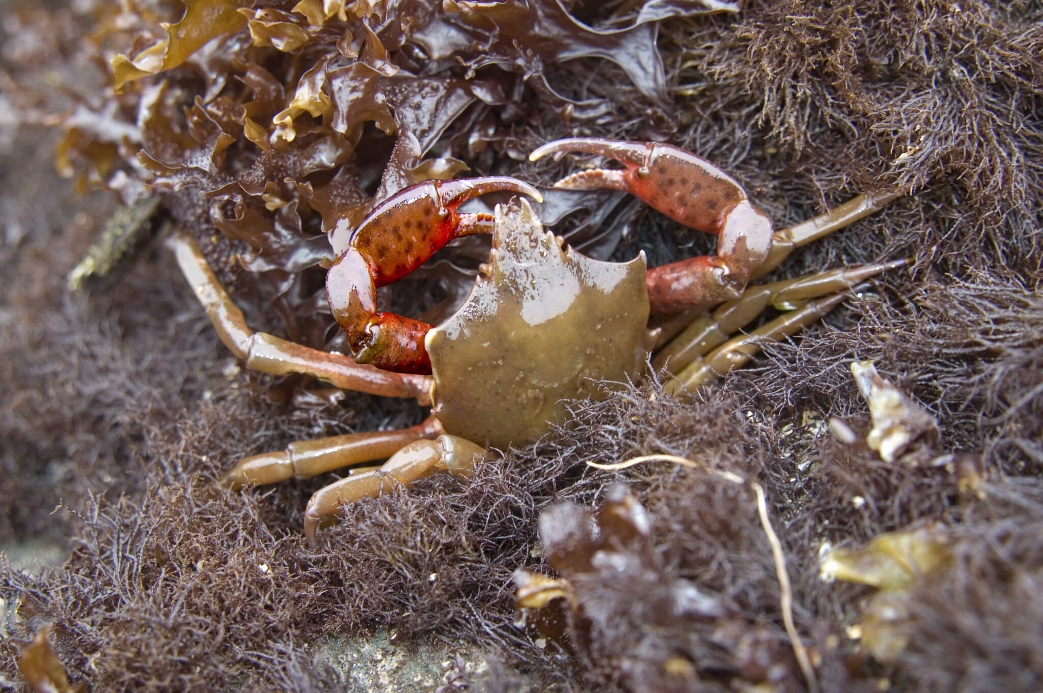 Kelp Crab - Oregon Coast Aquarium