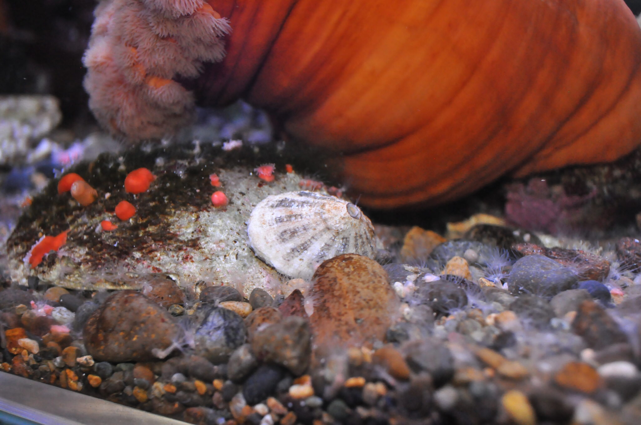 Rough Keyhole Limpet - Oregon Coast Aquarium