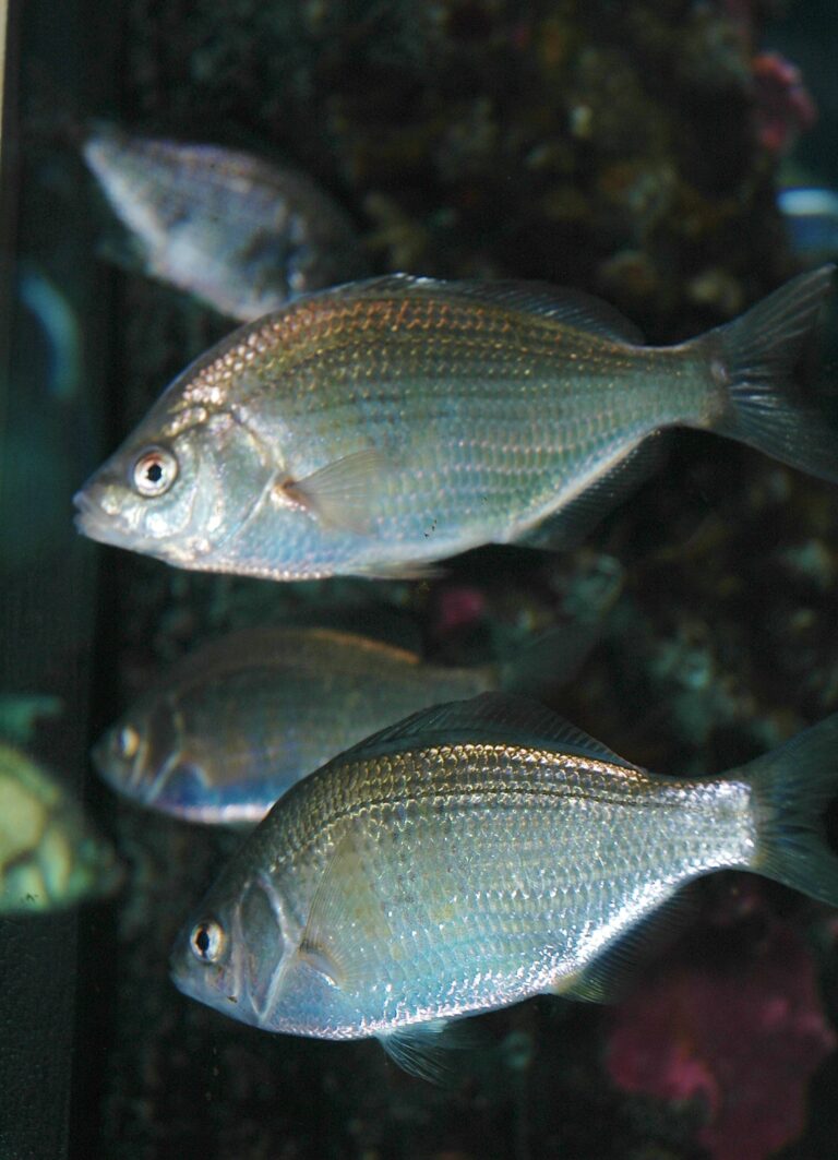 Pile Surfperch - Oregon Coast Aquarium