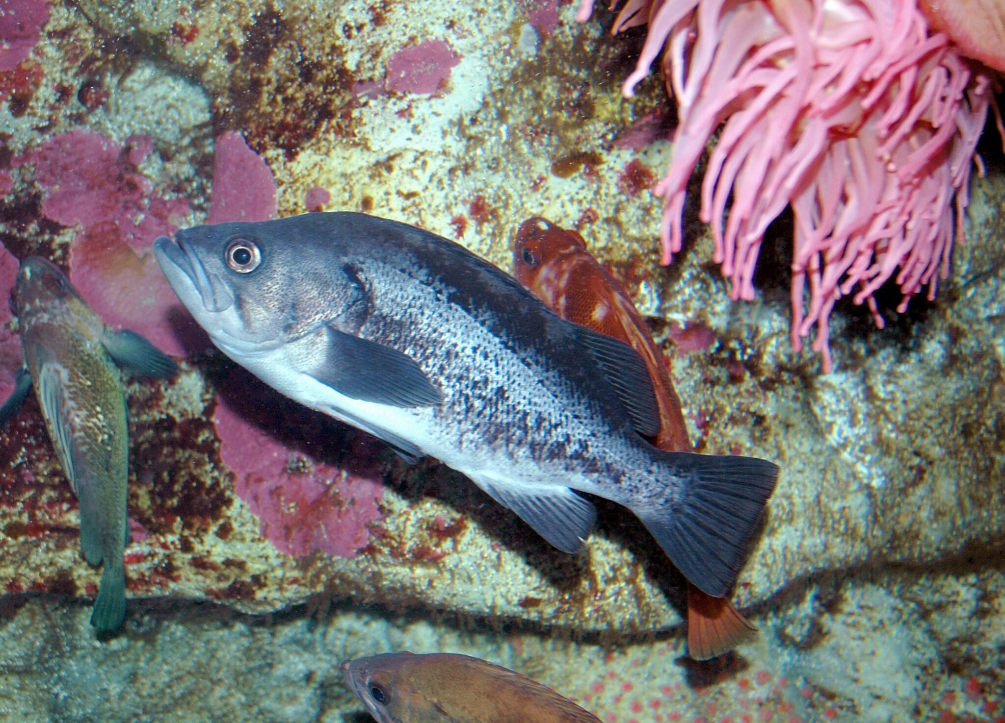Fish Archives - Oregon Coast Aquarium