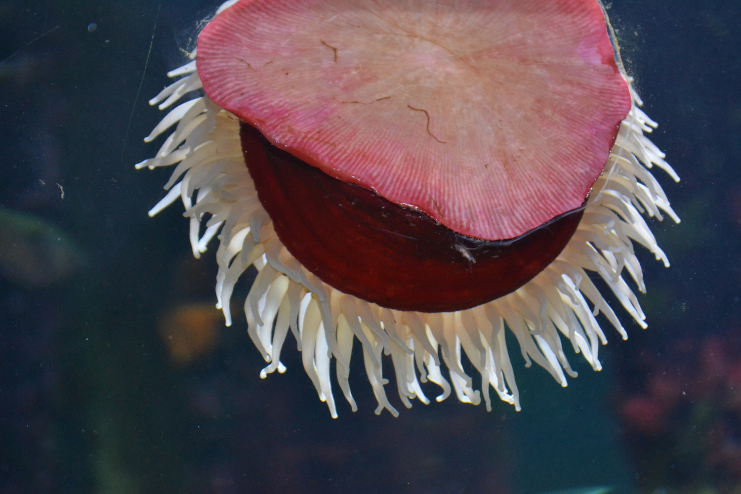 Invertebrates - Oregon Coast Aquarium