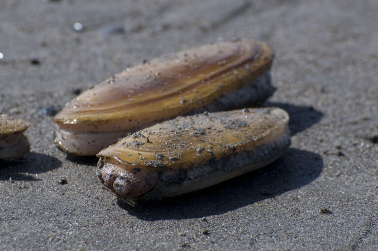 Razor Clam - Oregon Coast Aquarium