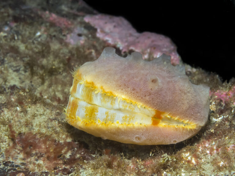 Spiny Pink Scallop - Oregon Coast Aquarium