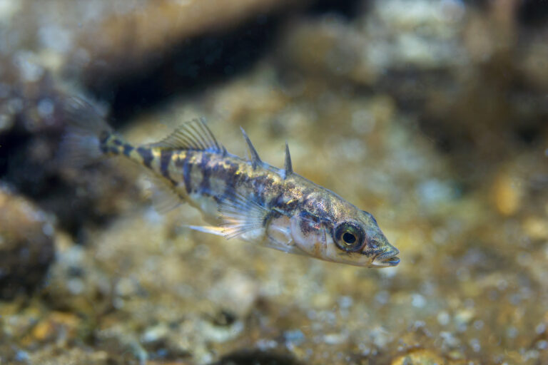 Three-spined stickleback - Oregon Coast Aquarium