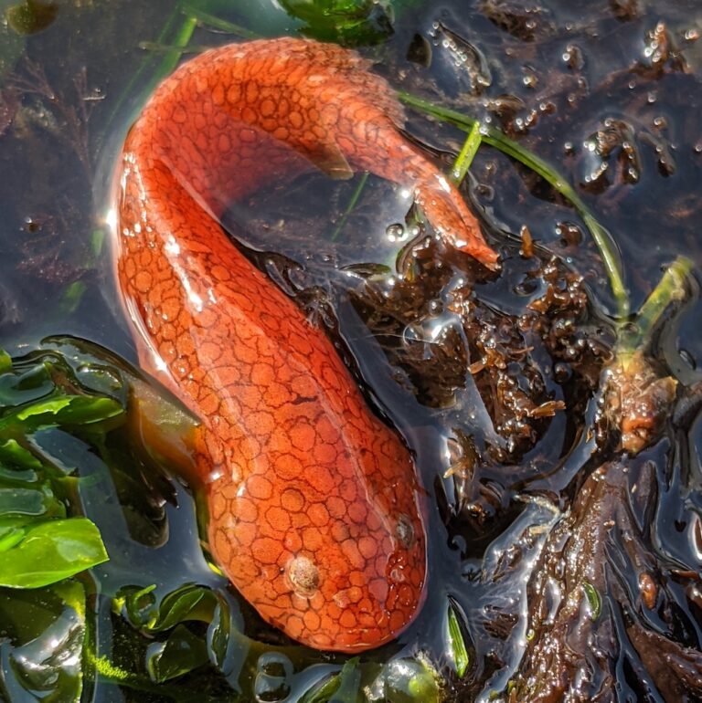 Slimy Snailfish - Oregon Coast Aquarium