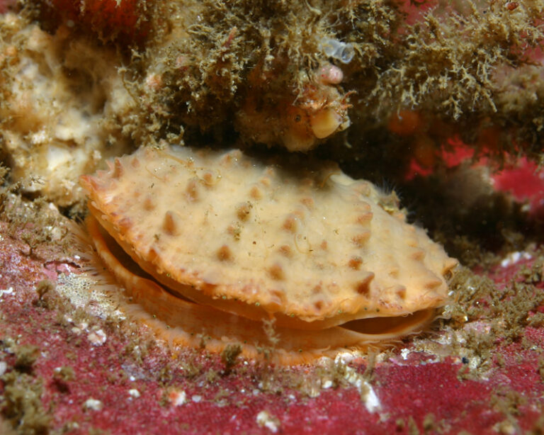 Rock Scallops - Oregon Coast Aquarium