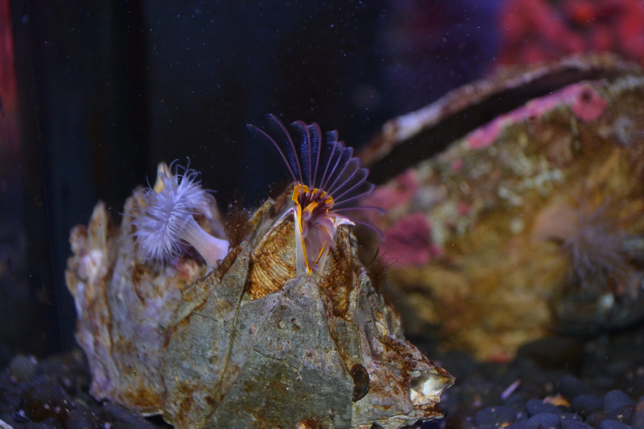 Giant Acorn Barnacle - Oregon Coast Aquarium