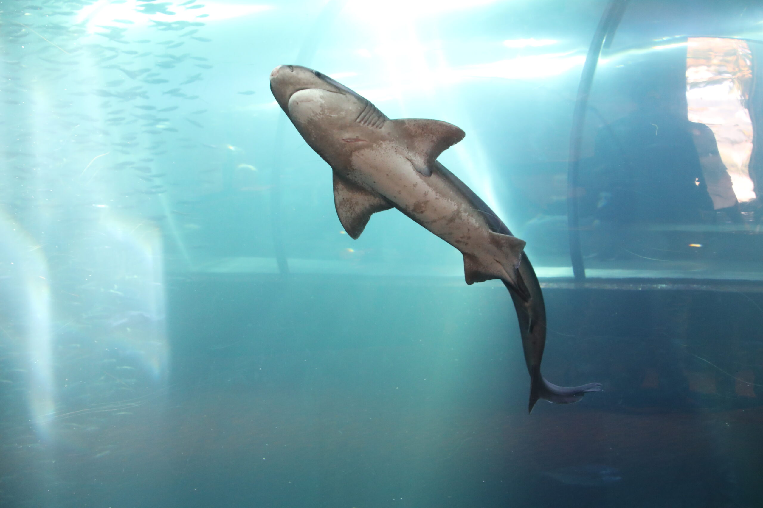 Open Sea & Shark Tunnel - Oregon Coast Aquarium