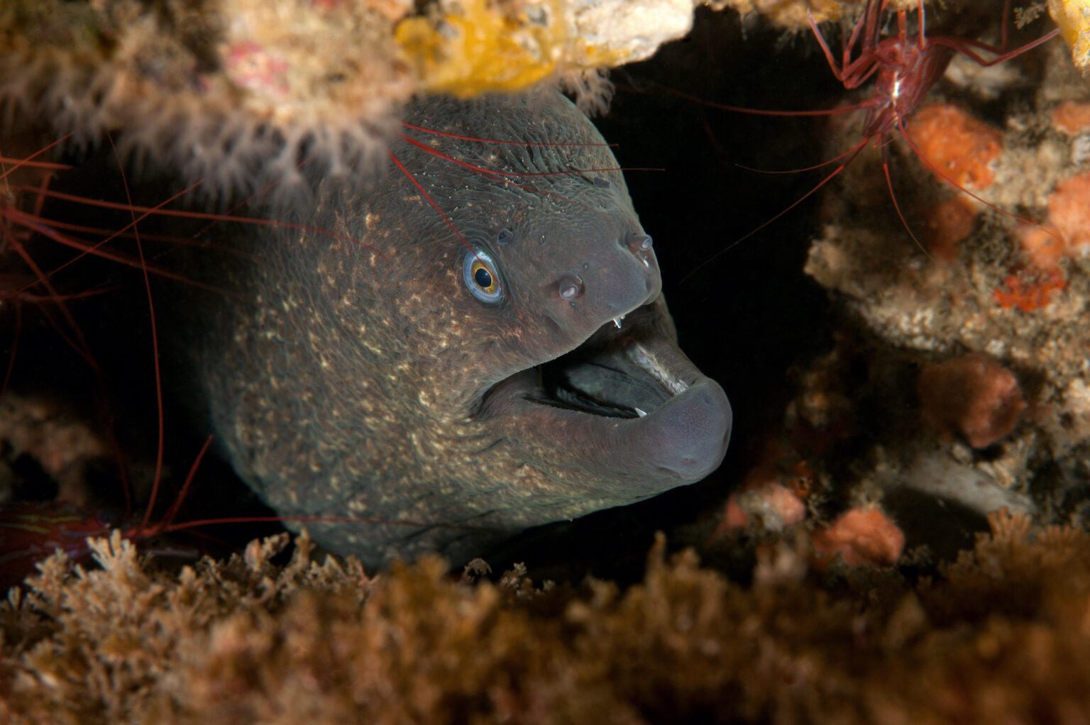 California Moray - Oregon Coast Aquarium