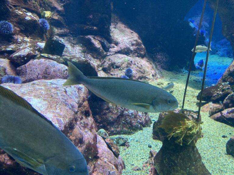 Ocean Whitefish - Oregon Coast Aquarium