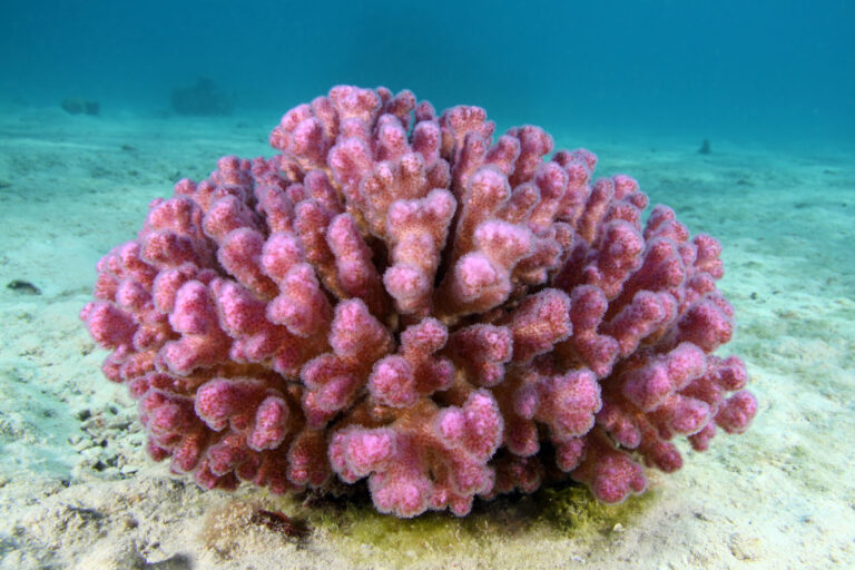 Pocillopora Coral - Oregon Coast Aquarium